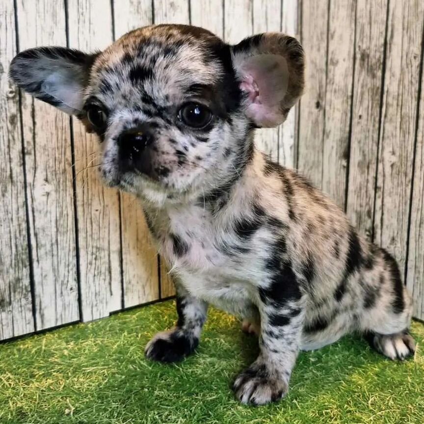 Чихуахуа, щенок