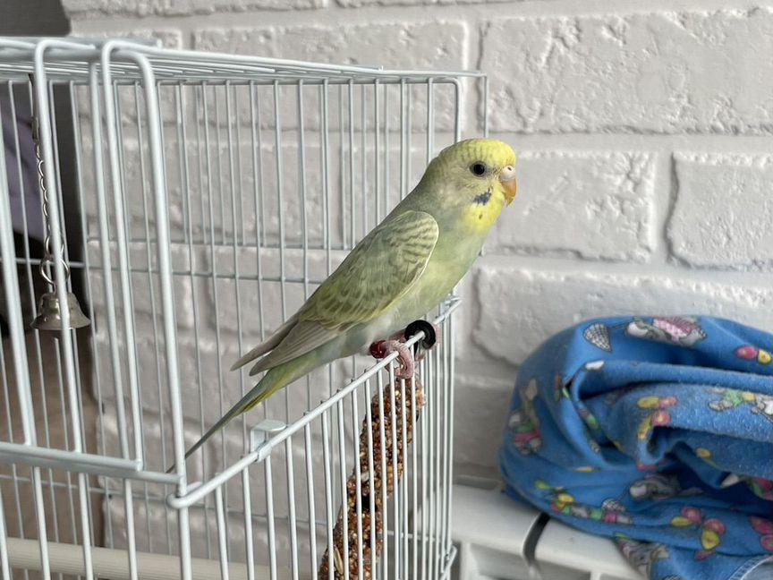 Волнистый попугай