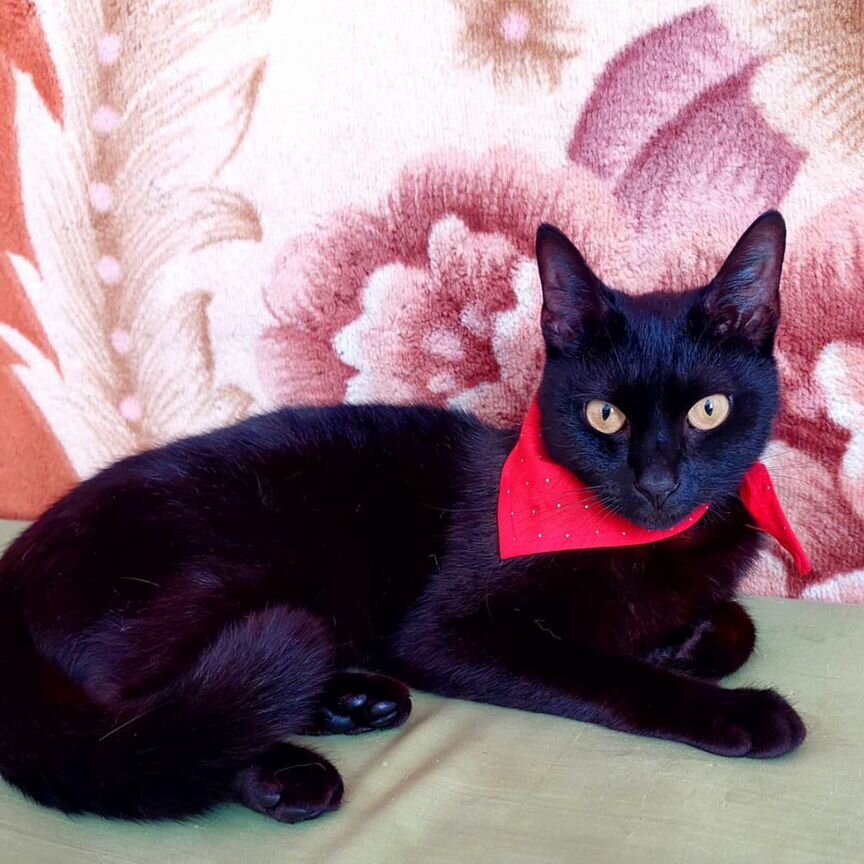 Чёрный принц с шикарным характером 7 месяцев