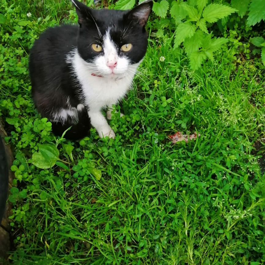 Кот охотник Василий и его дети