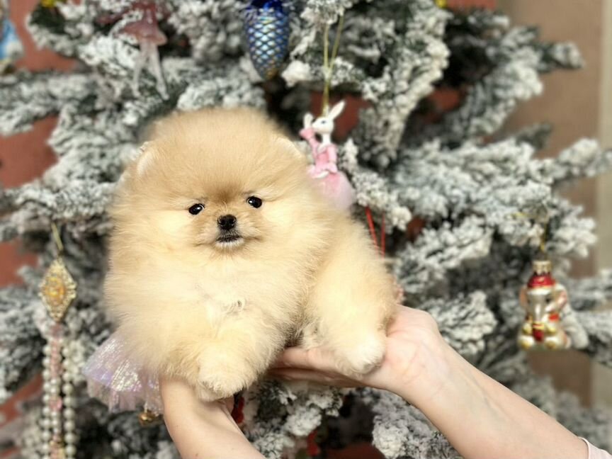 Померанский шпиц мини