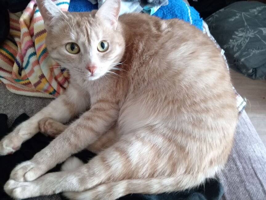 Кот