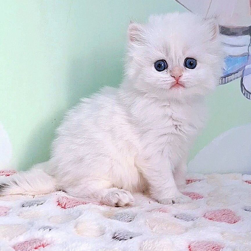 Золотой колор поинт, мальчик