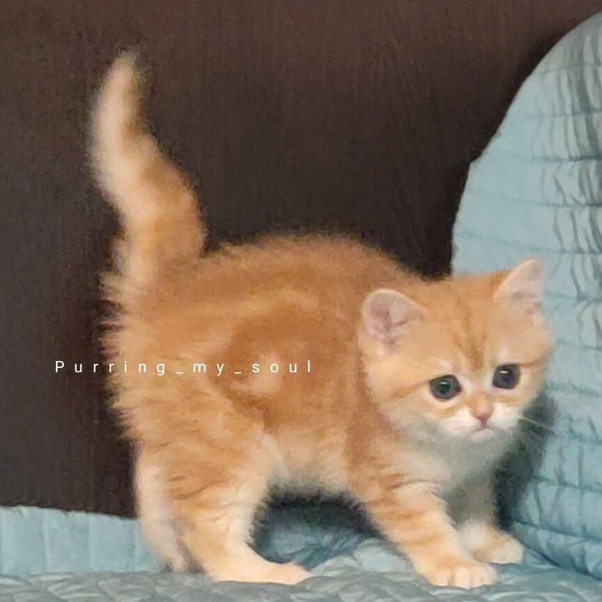 Золотые шиншиллы, 2.5 мес (кошечки) документы