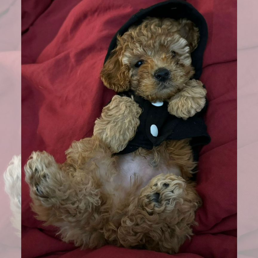 Той-пудель щенки