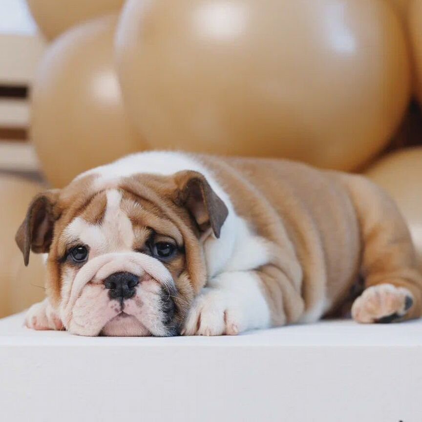 Английский бульдог, щенок