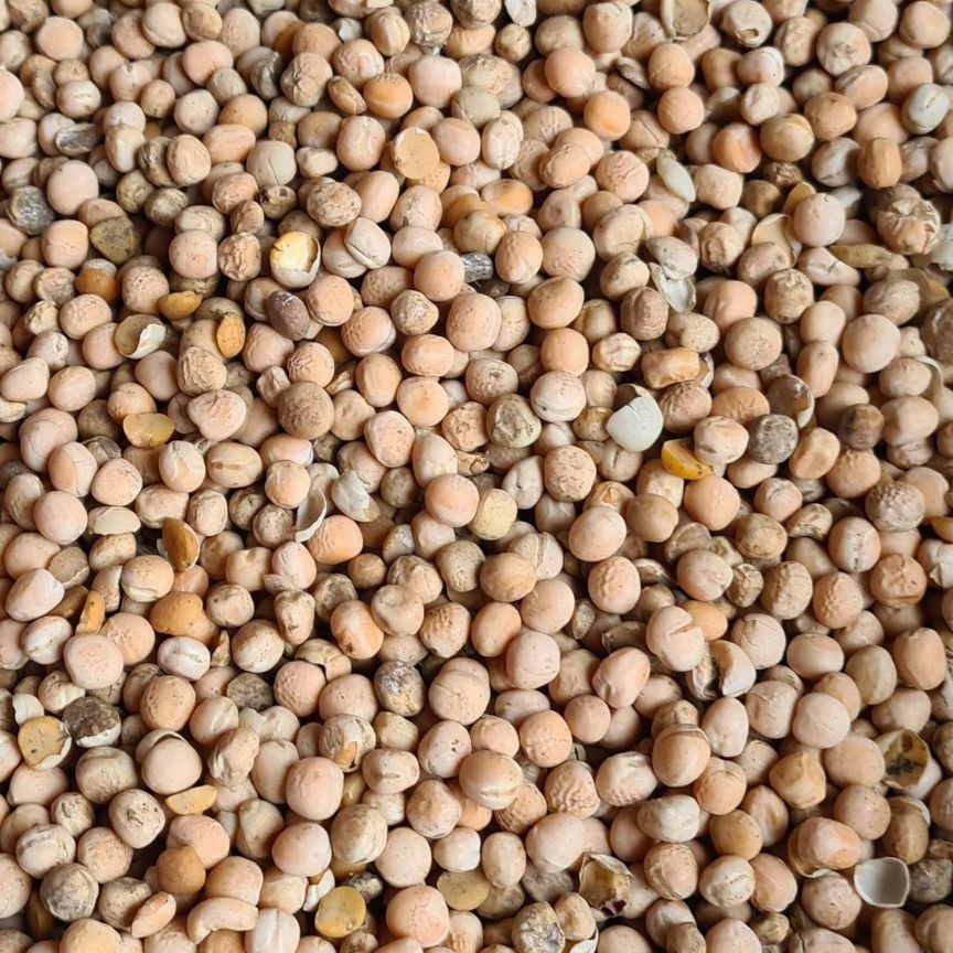 Горох фуражный