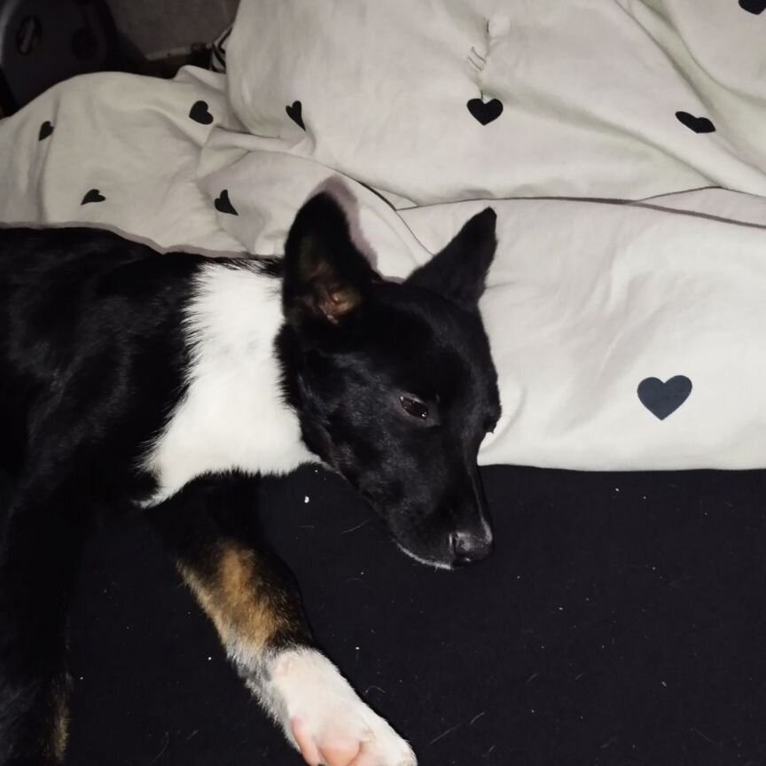 Малышка ищет любящих хозяев