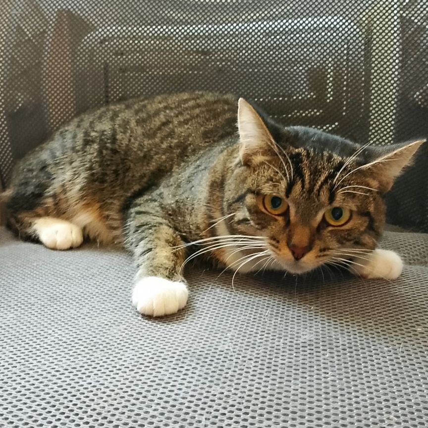 Взрослая кошка в добрые руки