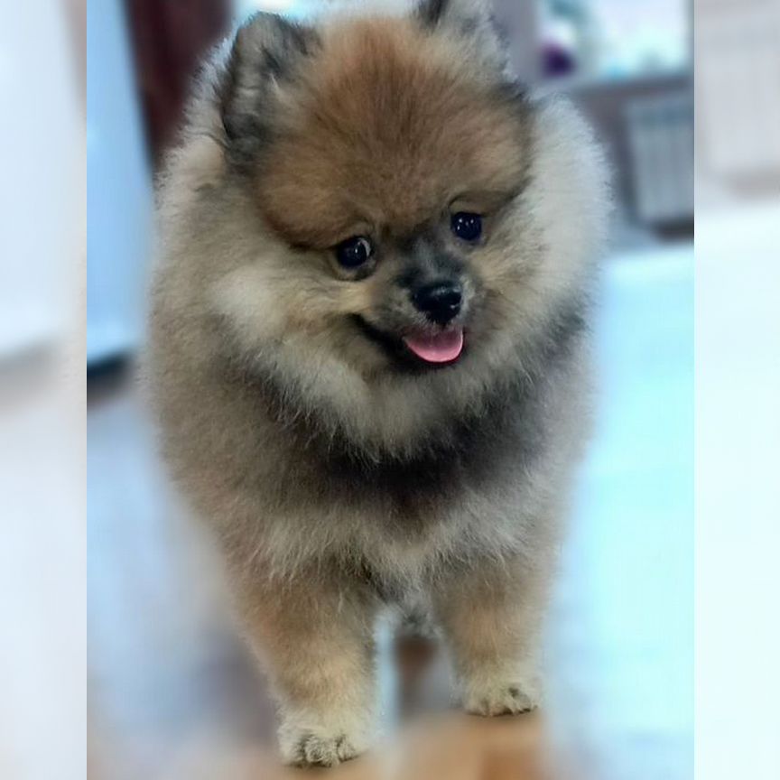Померанский шпиц, щенок