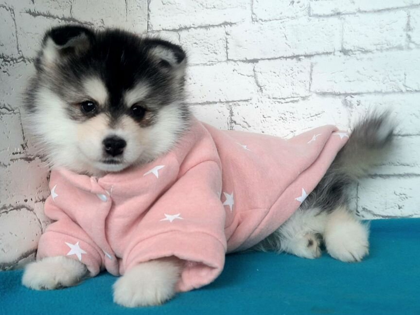 Помски милая девчонка