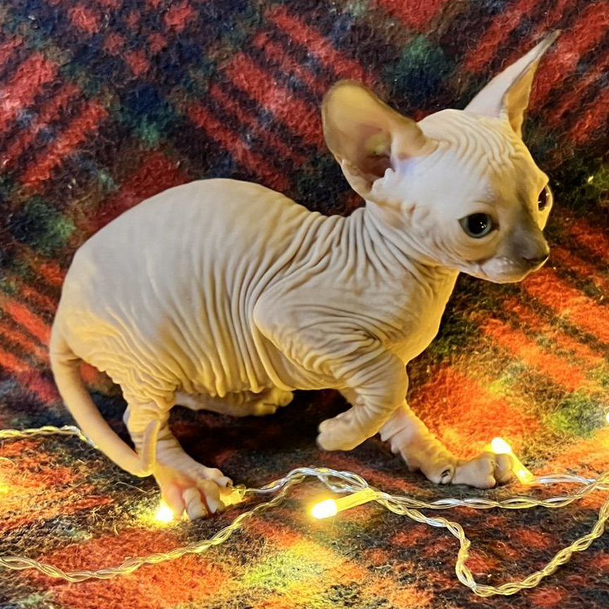 Канадский сфинкс котёнок