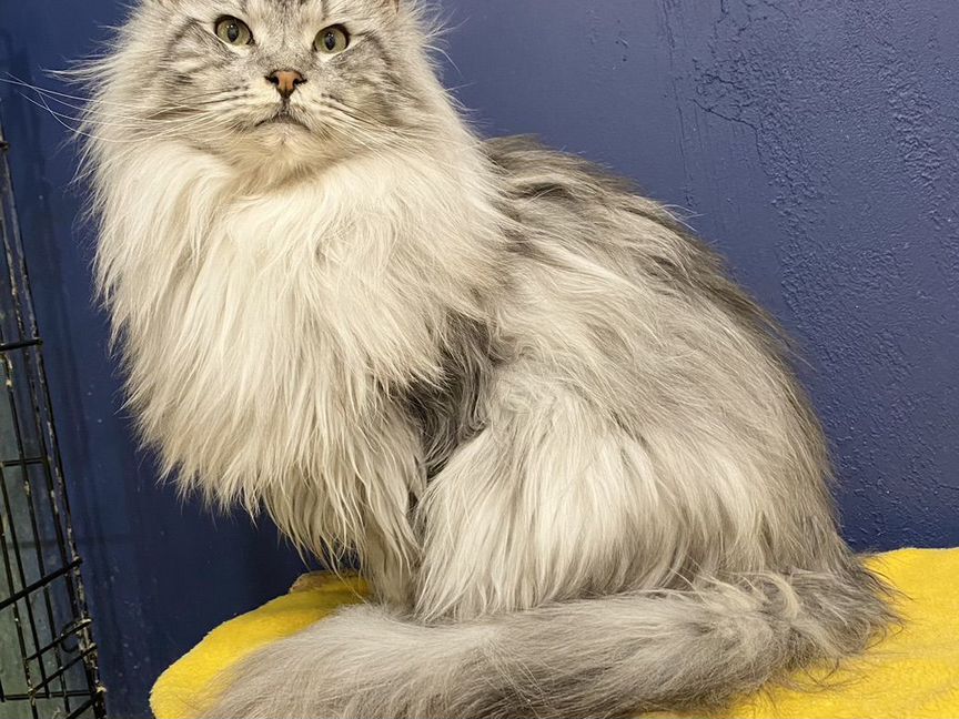 Котик мейн кун серебро