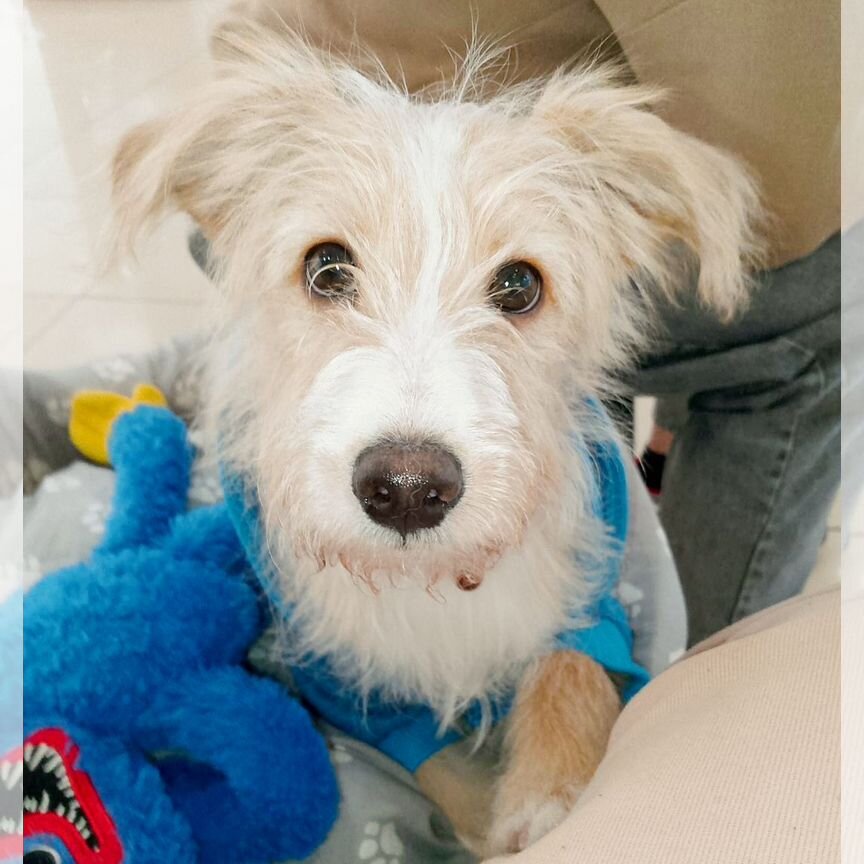 Собака коаку 3000