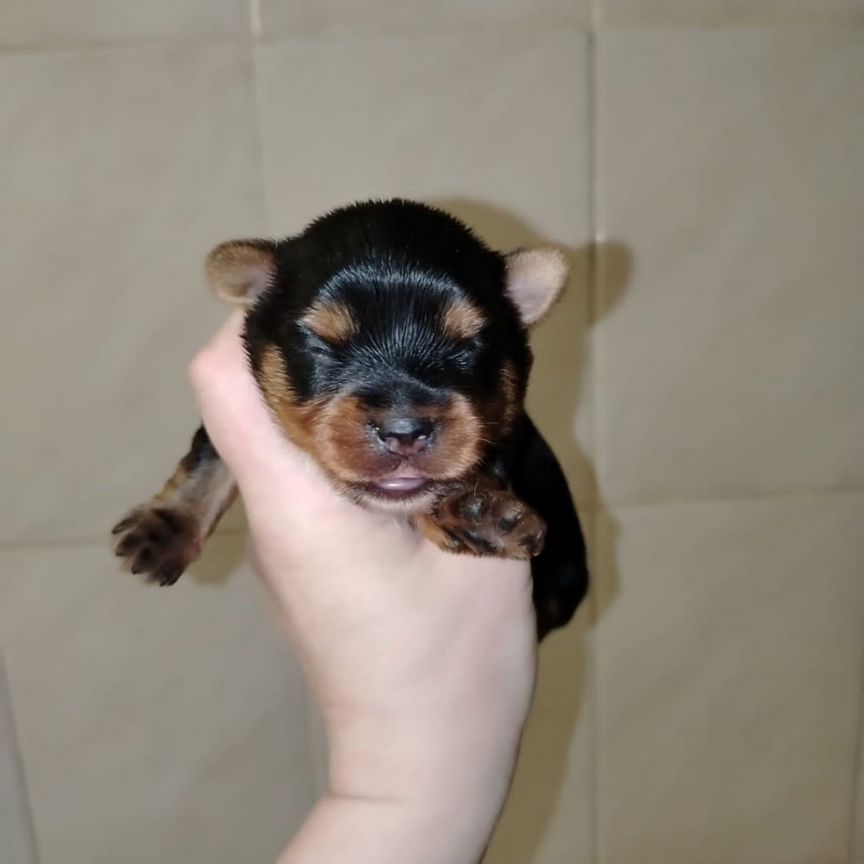 Щенки