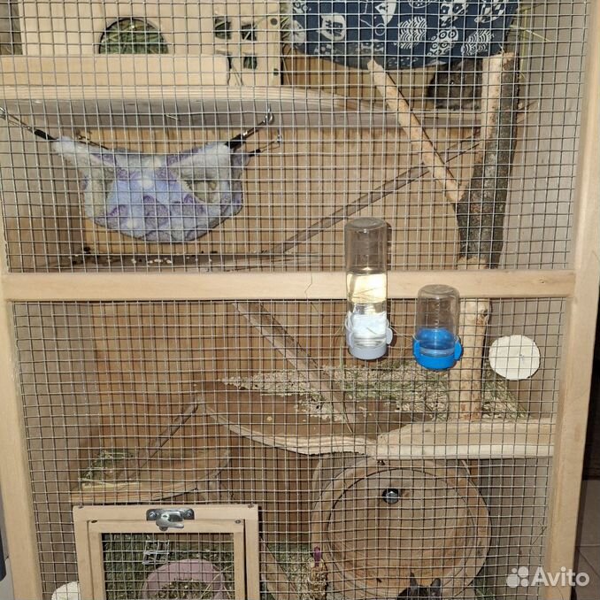 Дегу девочки 3 шт. с клеткой