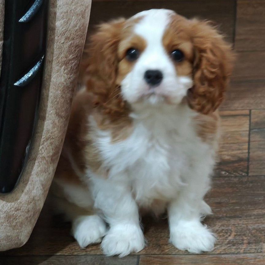 Кавалер кинг-чарльз-спаниель, щенок