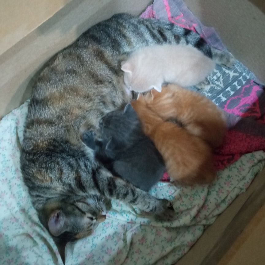 Котята в добрые руки