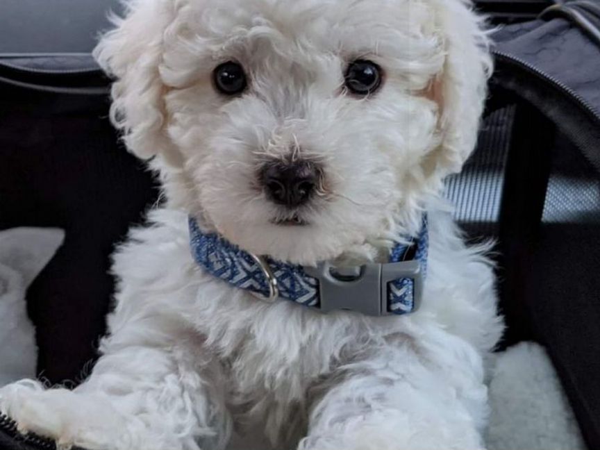 Той-пудель тикап, белоснежный мальчишка