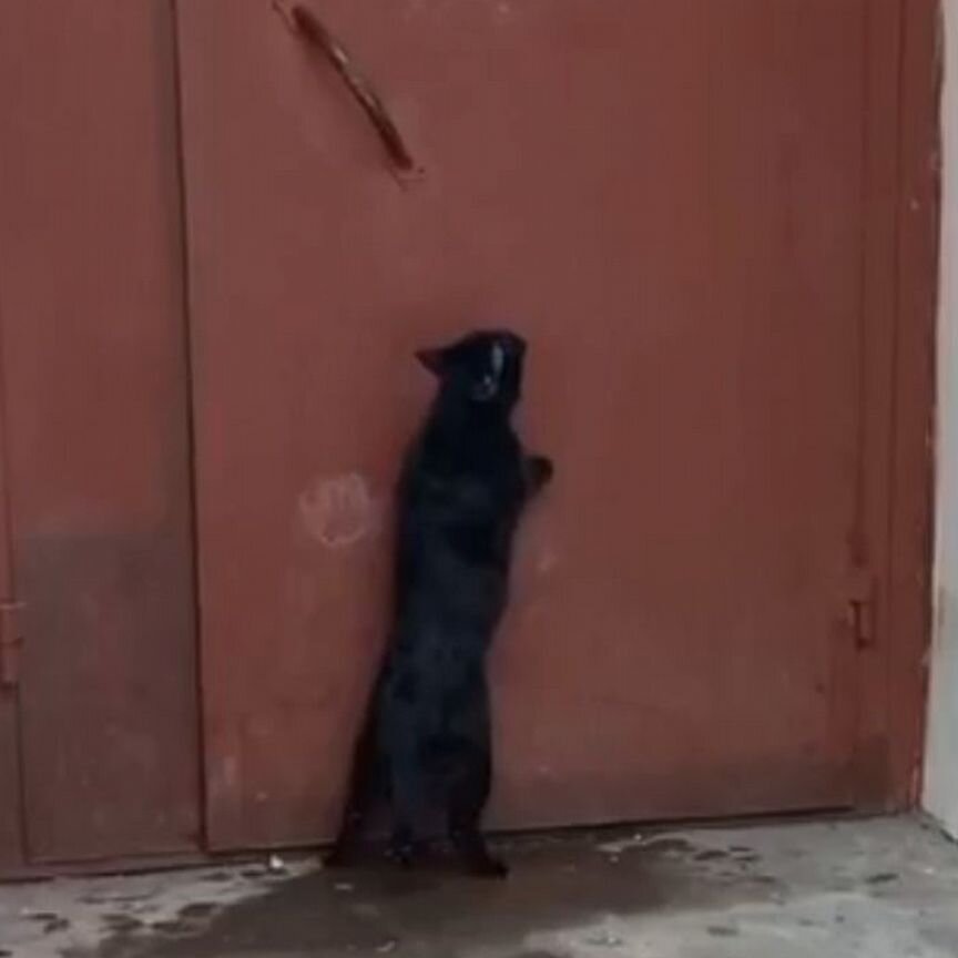 Выброшен домашний кот. Сегодня. сос