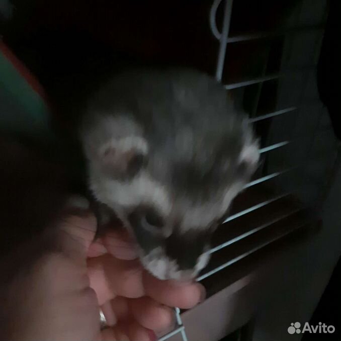 Хорек бесплатно