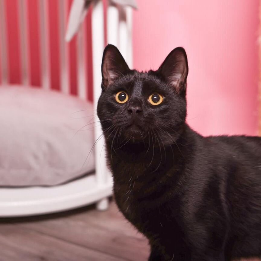 Молодой котик ищет дом