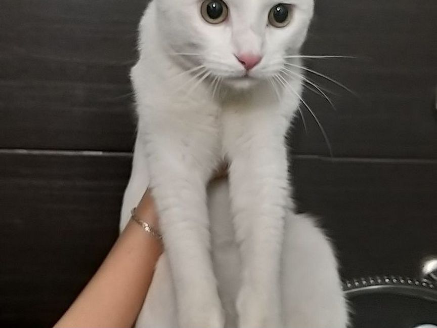 Найден белый кот