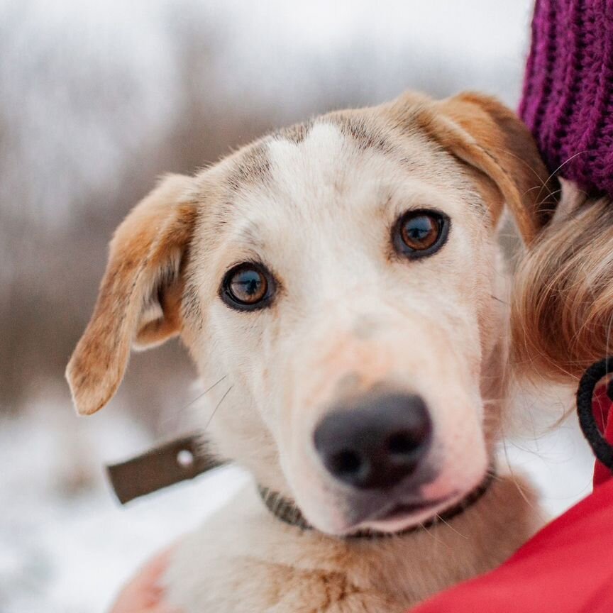 Добрый Федя из Курска ищет дом или передержку