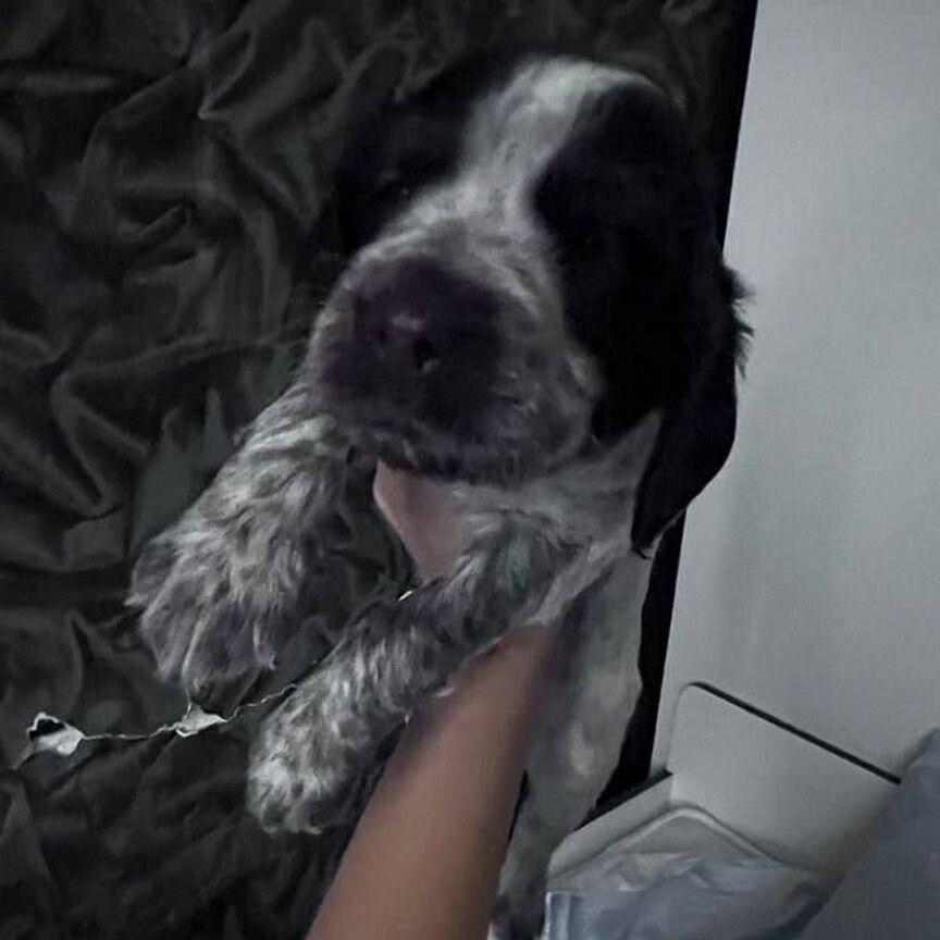 Русский охотничий спаниель, щенок