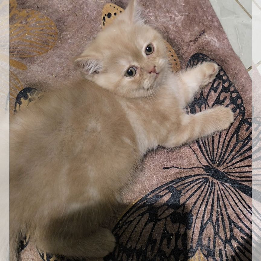 Британский короткошёрстный котёнок