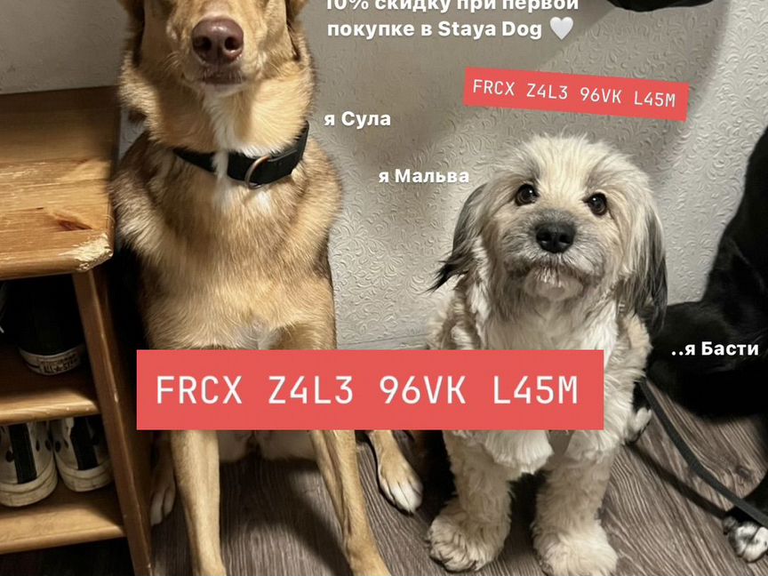 Промокод Staya Dog на 10% скидку