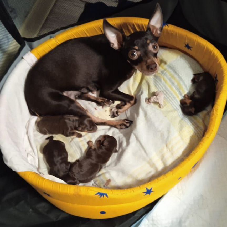 Русский той-терьер, щенок