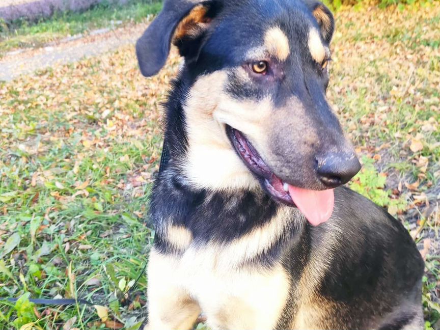 Щенок золотой. 5 мес Тоби