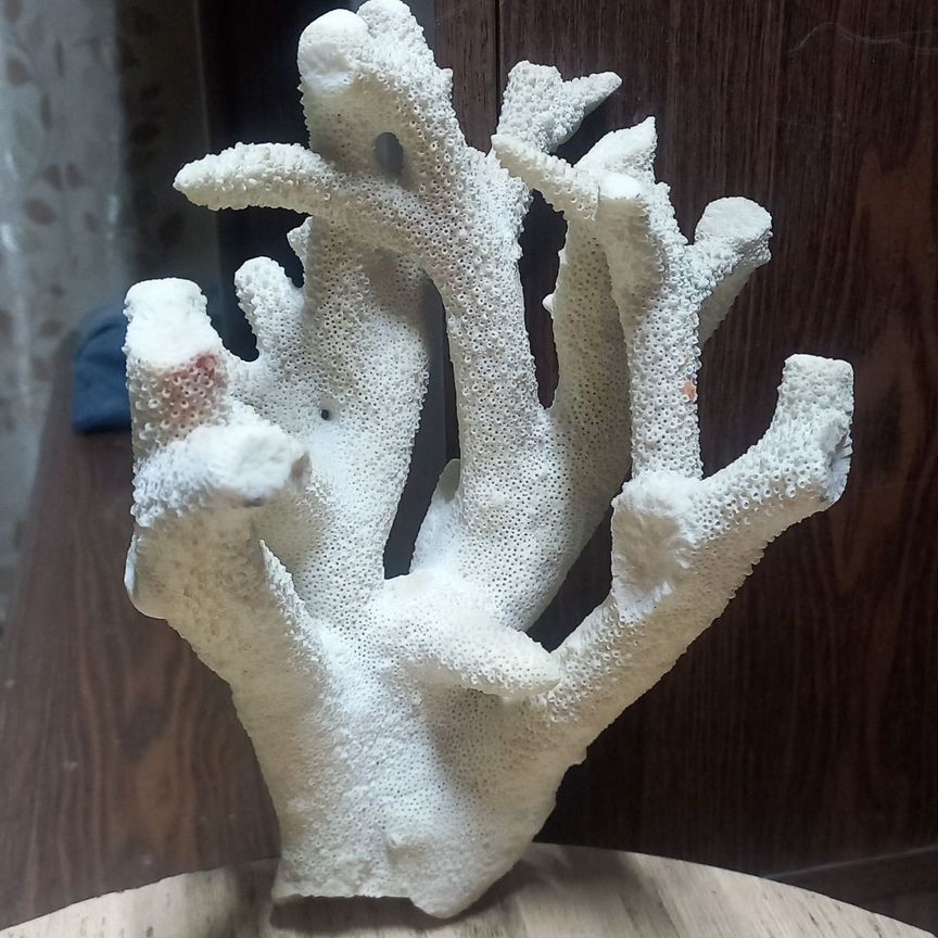 Коралл морской