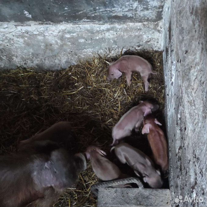 Поросята ландрас дюрок