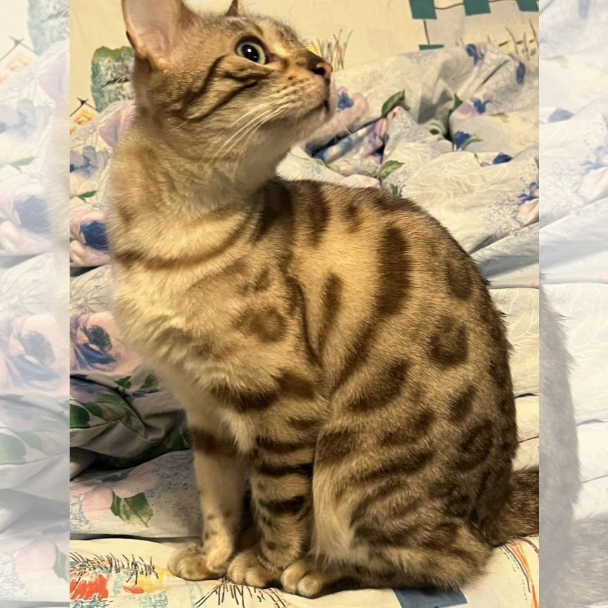 Продам бенгалку