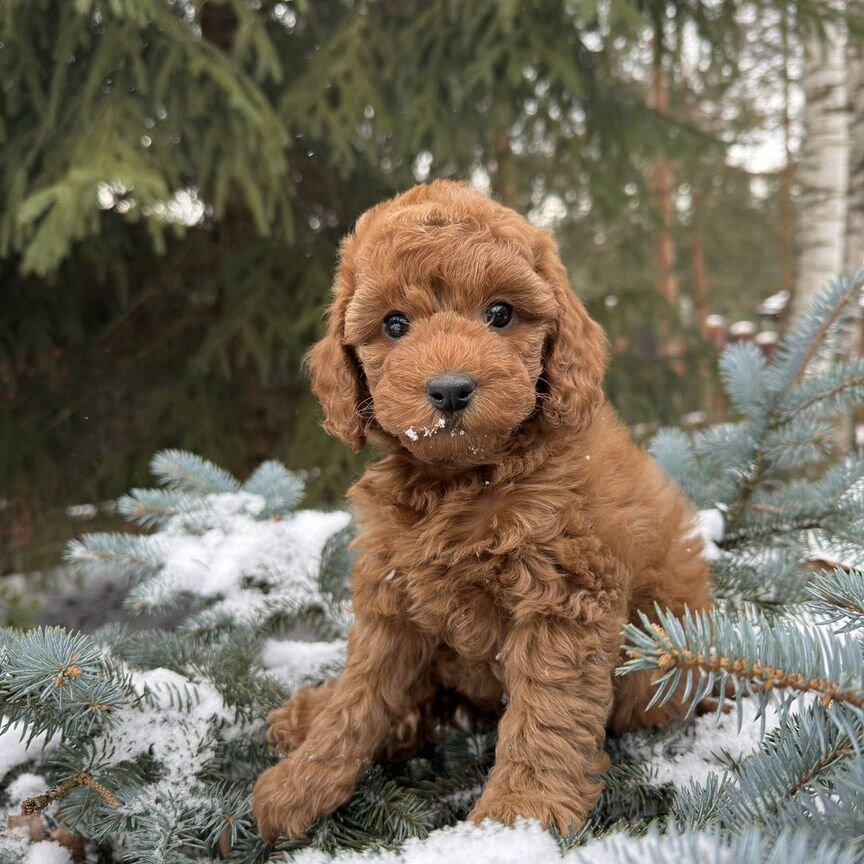 Той-пудель ред браун девочка РКФ