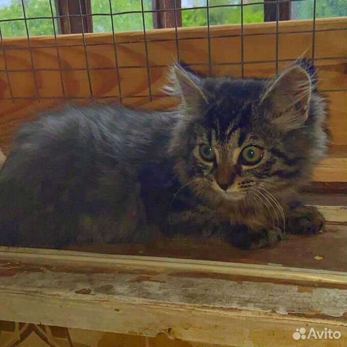 Сибирский малыш в поисках дома