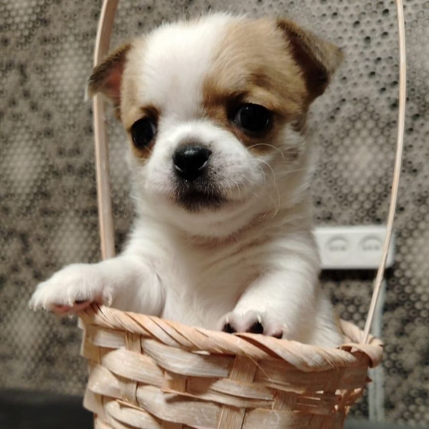 Щенок чихуахуа