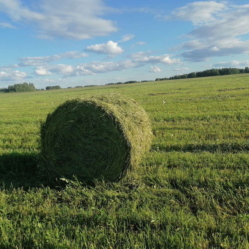 Продам сено в рулонах