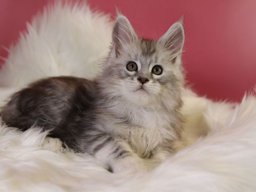 Котик Мейн Кун