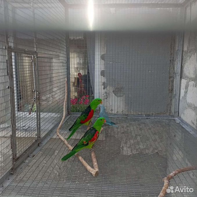 Попугай краснокрылый