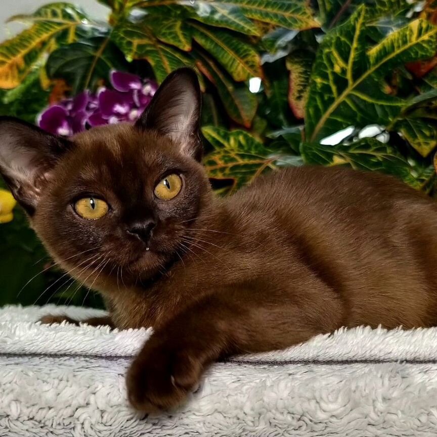 Европейский бурманский котёнок