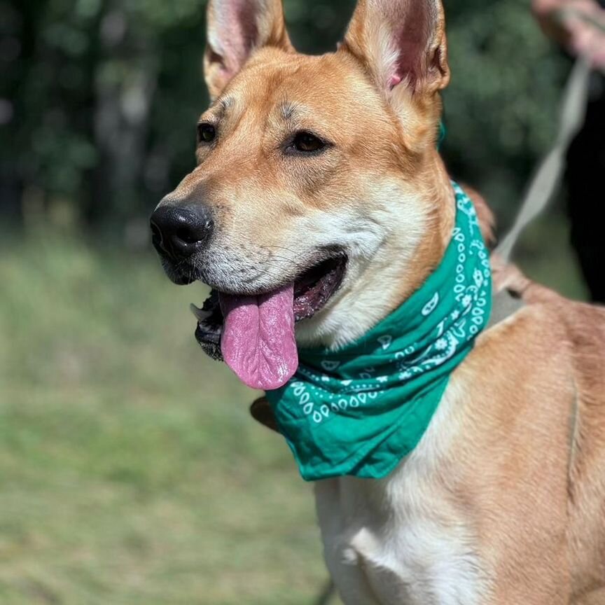 Собака в добрые руки