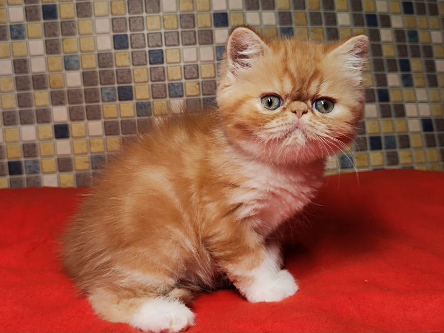 Экзотические короткошерстные котики