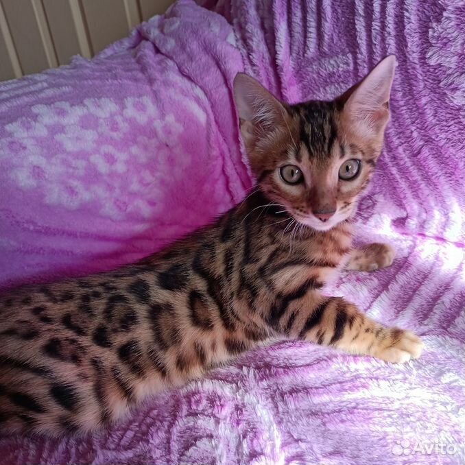 Мальчик чистокровный бенгальчик