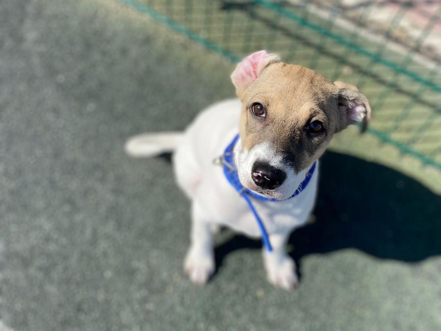 Стаффорд девочка 3,5 месяца