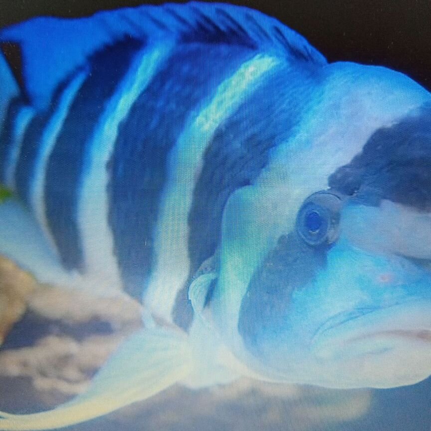 Фронтоза бурунди