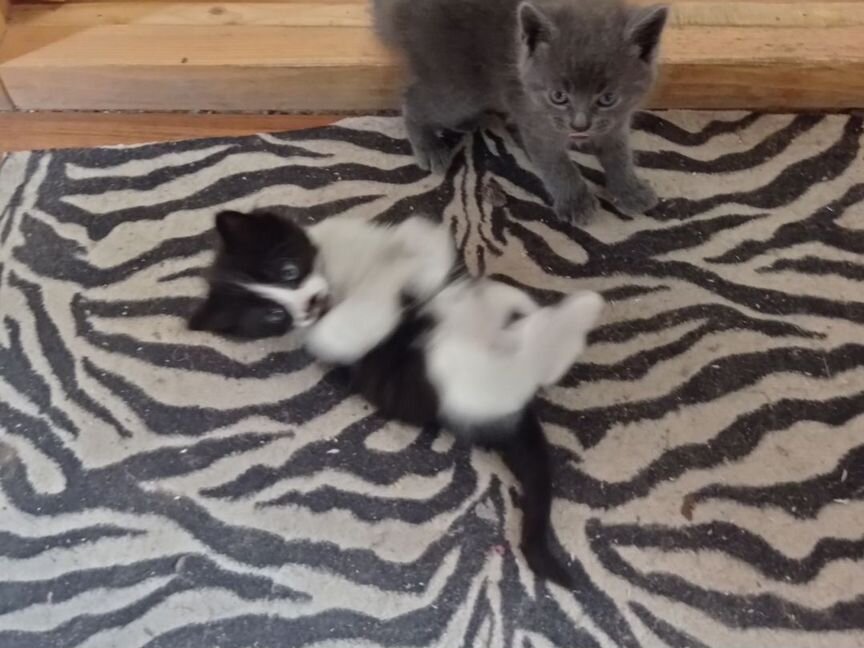 Котята 1,5мес