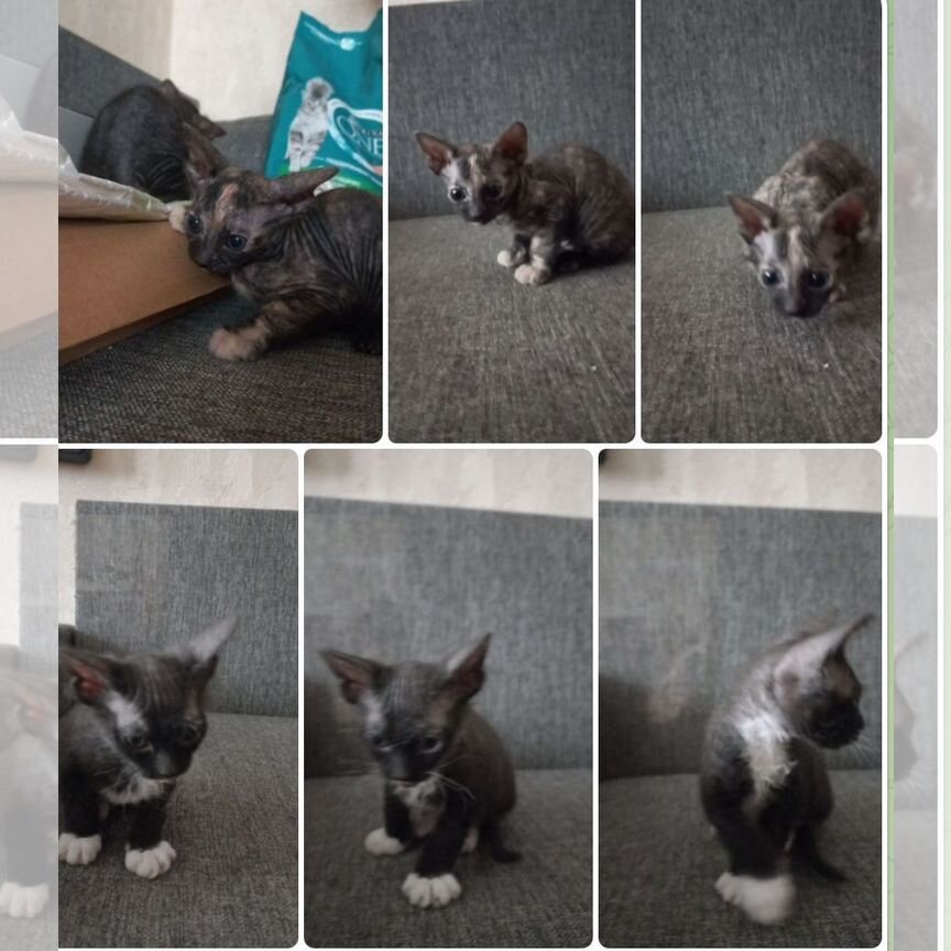 Котята в хорошие руки